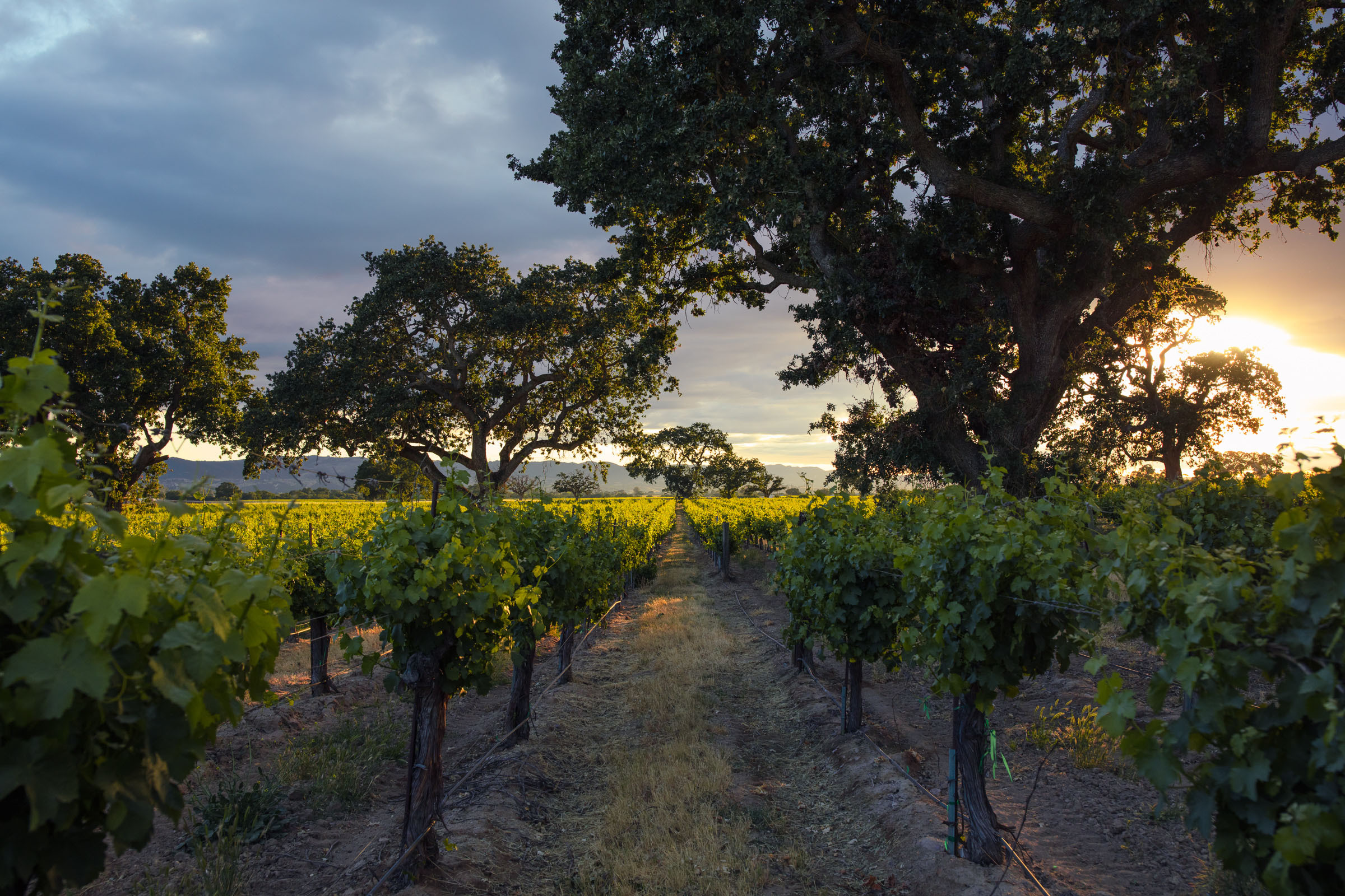 Home | Paso Robles Wineries | Vina Robles Winery