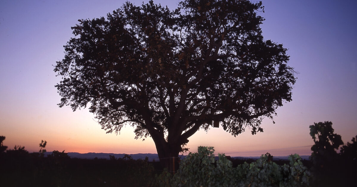 Over 21,000 Trees Planted to Celebrate Arbor Day | Vina Robles Winery
